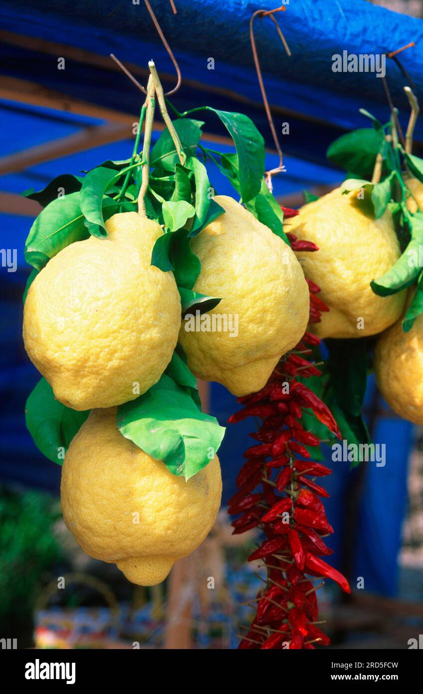 Giant lemons, Cetara, Campania, Italy, Lemon Stock Photo - Alamy