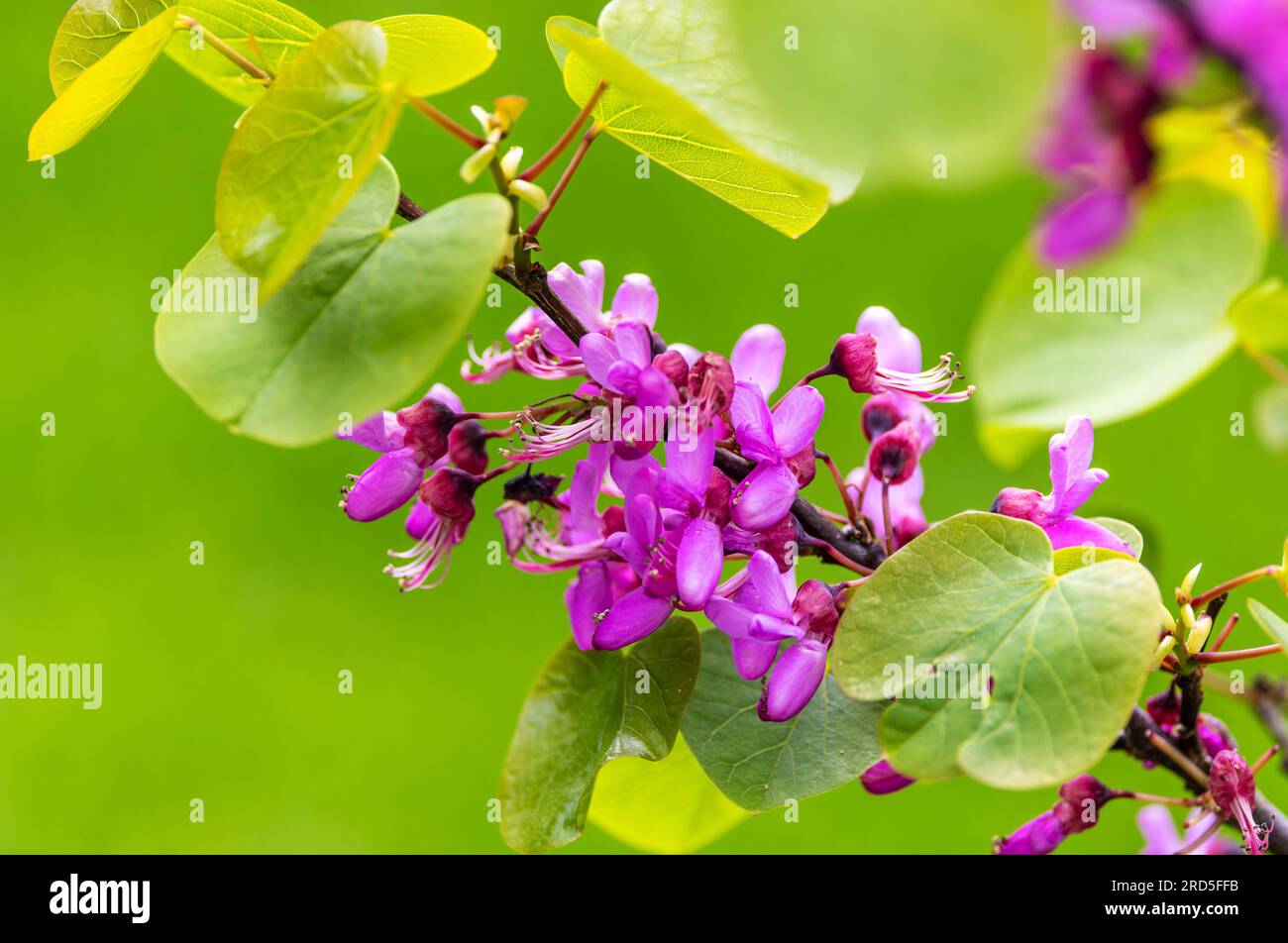 Judas tree "Cercis siliquastrum" "Bodnant" flowering with pink pea ...