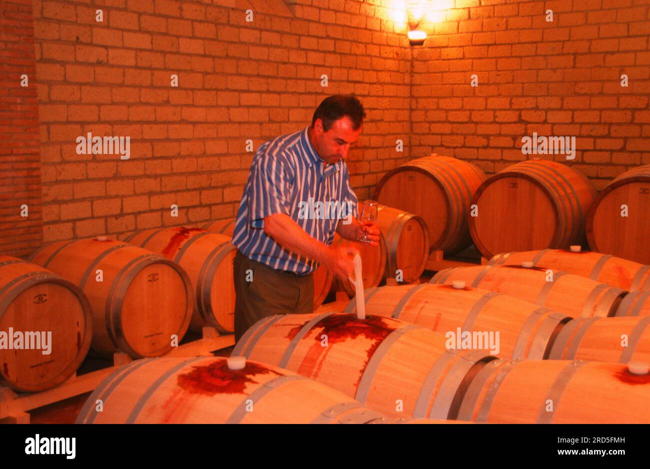 Man tests wine, wine barrels, winery, Solopaca, Campania, Italy, wine ...