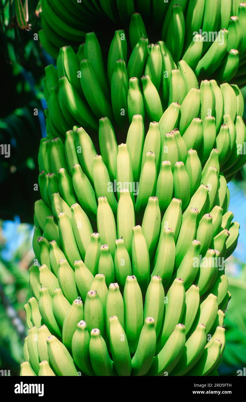 Banana seed plant tree hi-res stock photography and images - Alamy