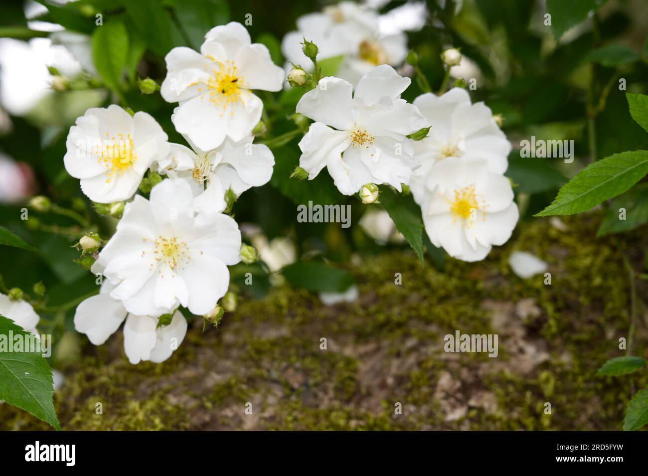 Single white summer rambling rose flowers of Rosa Darlow's Enigma in UK ...