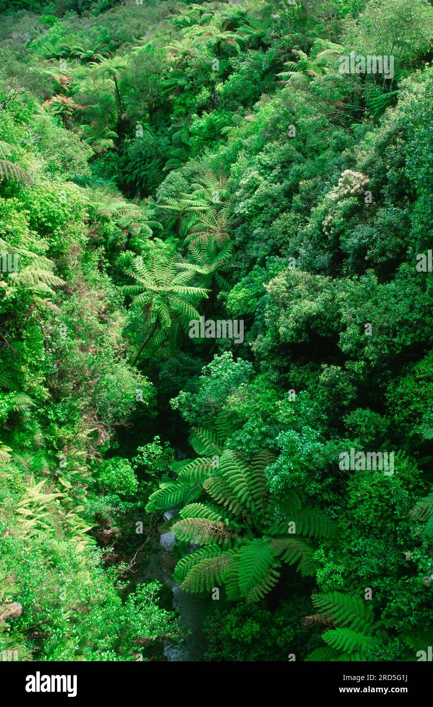 Tree ferns, Whanganui National Park, North Island, New Zealand Stock ...