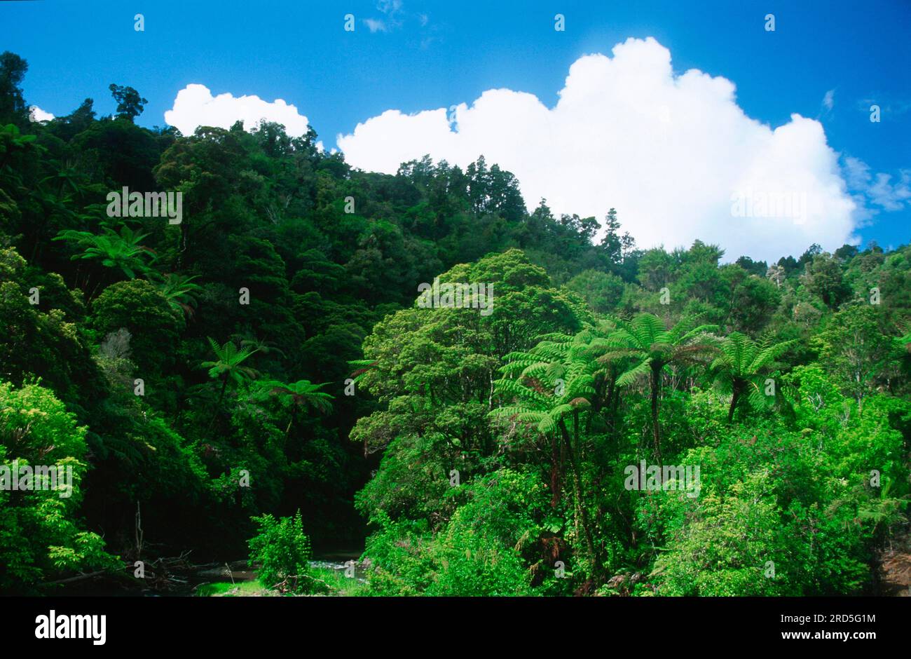 Rainforest with tree fern, Whanganui National Park, North Island, New ...