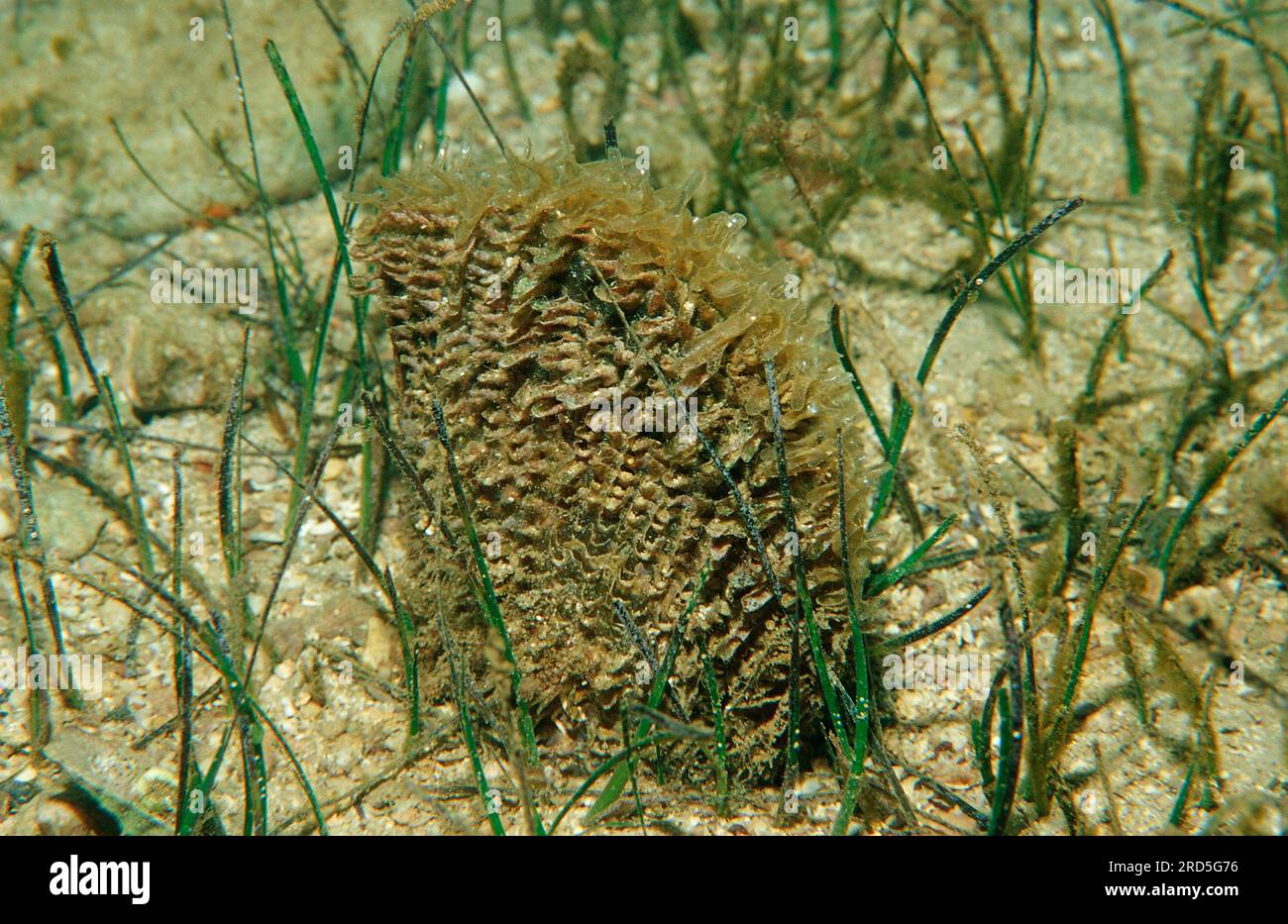 Fan Mussel (Pinna nobilis) in seagrass, Croatia Stock Photo - Alamy