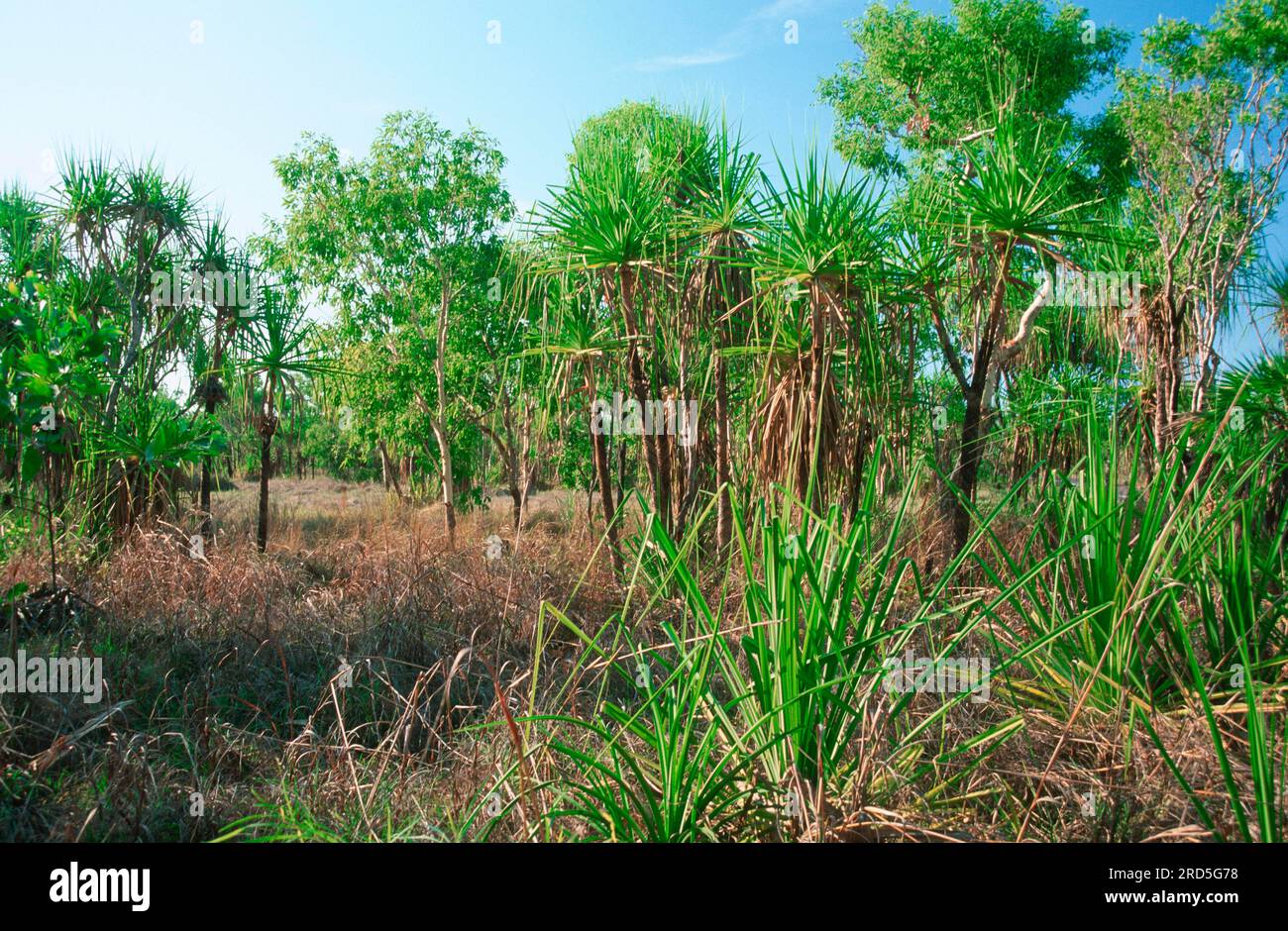 Screw palms, Kakadu National Park, Northern Territory (Panadus), Screw ...