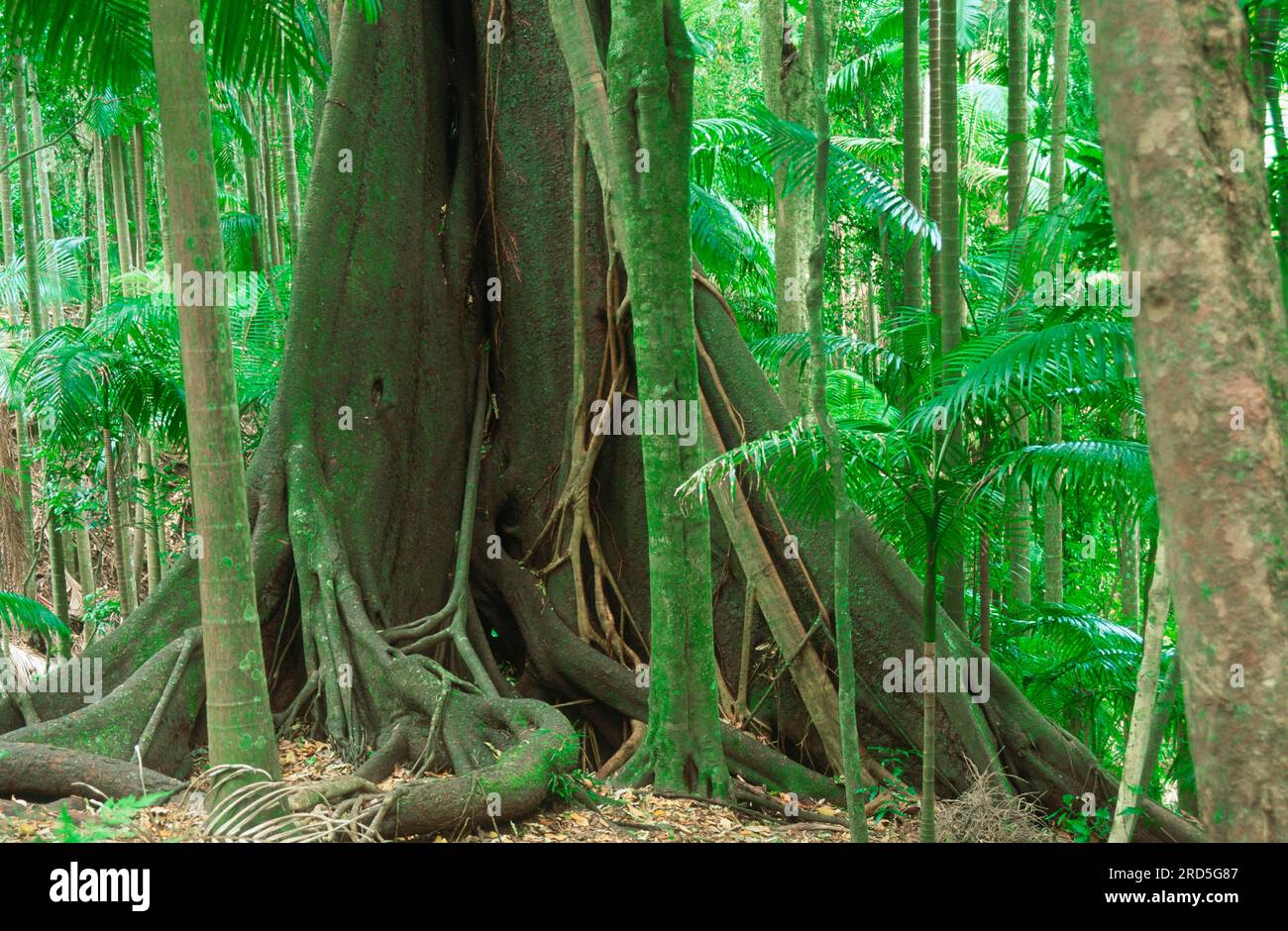 Ficus tree (Ficus), Mount Warning National Park, Australia Stock Photo ...