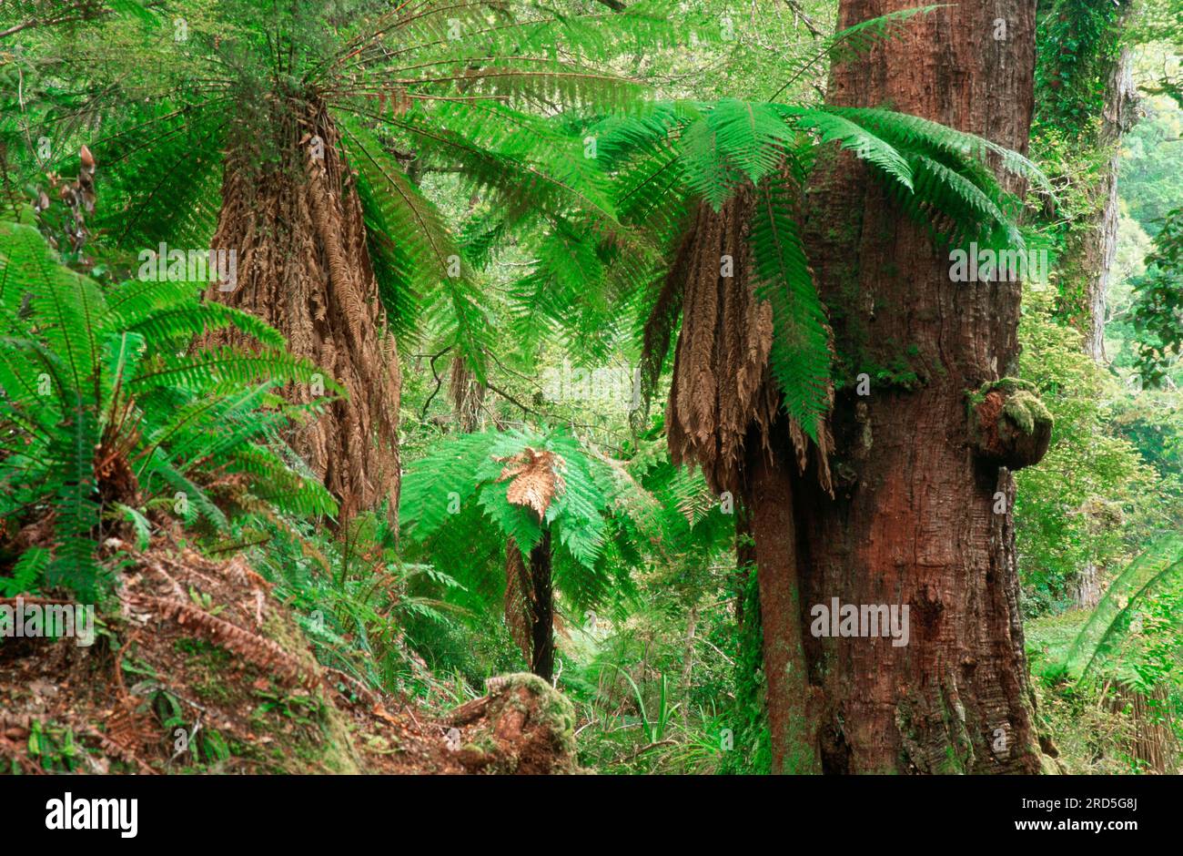 Forest ferns new zealand australia hi-res stock photography and images ...