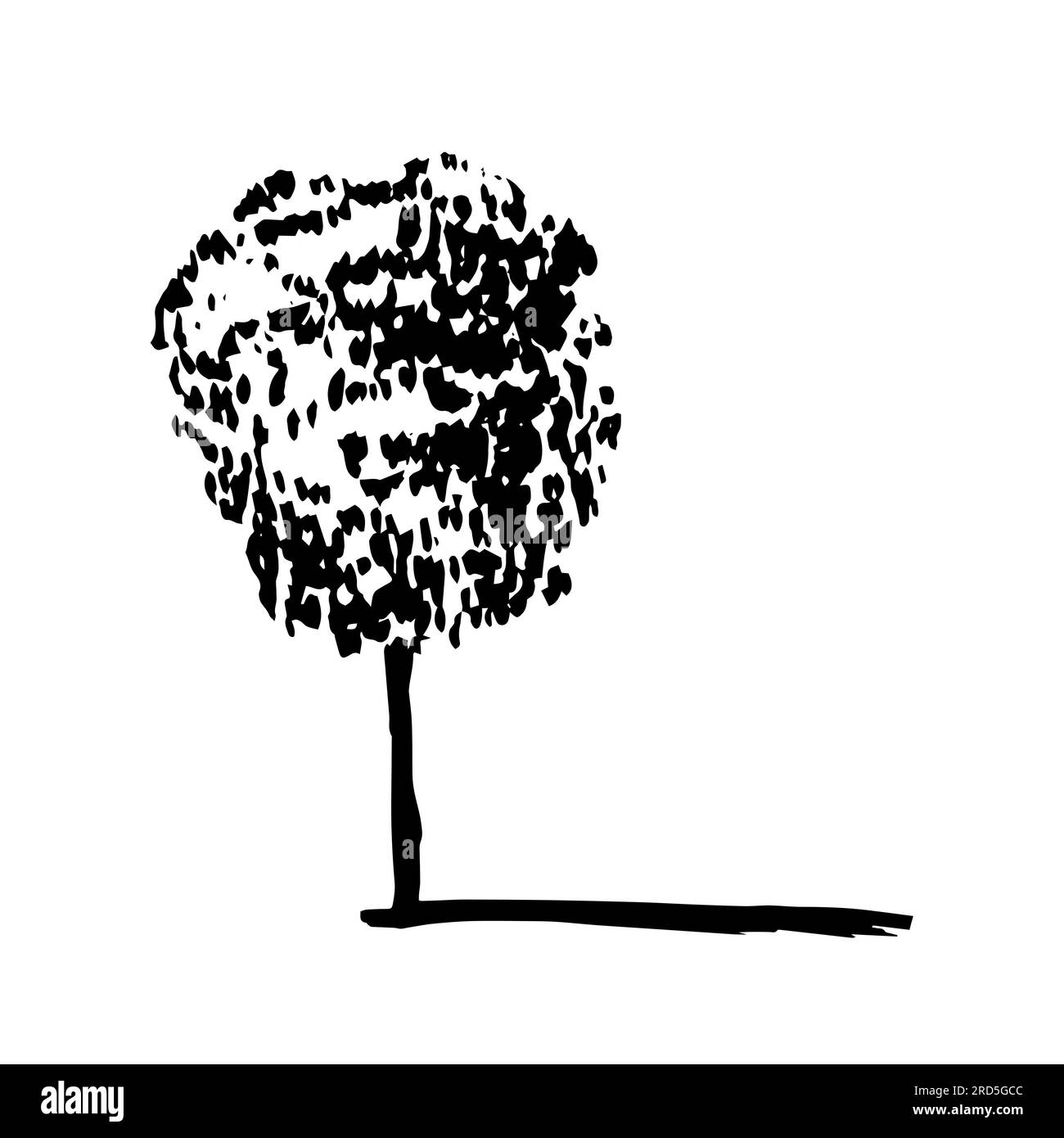 Hand drawn birch sketch Stock Vector Image & Art - Alamy