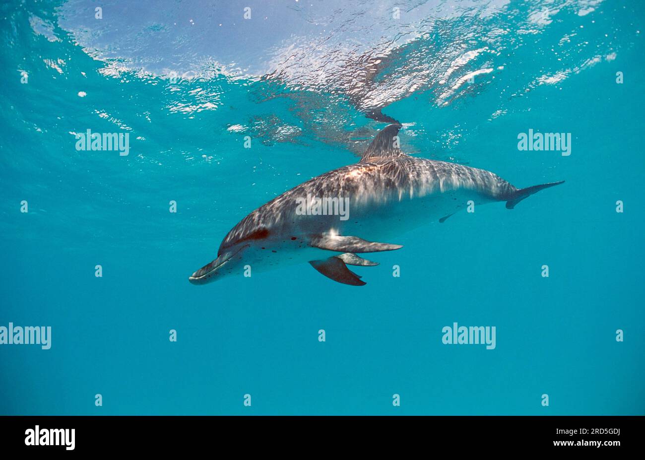 Atlantic Spotted Dolphin (Stenella frontalis), Florida, USA Stock Photo ...