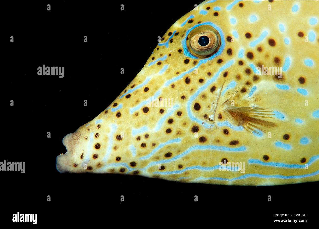 Scribbled Filefish, Sudan, Scrawled Filefish (Aluterus scriptus), side ...