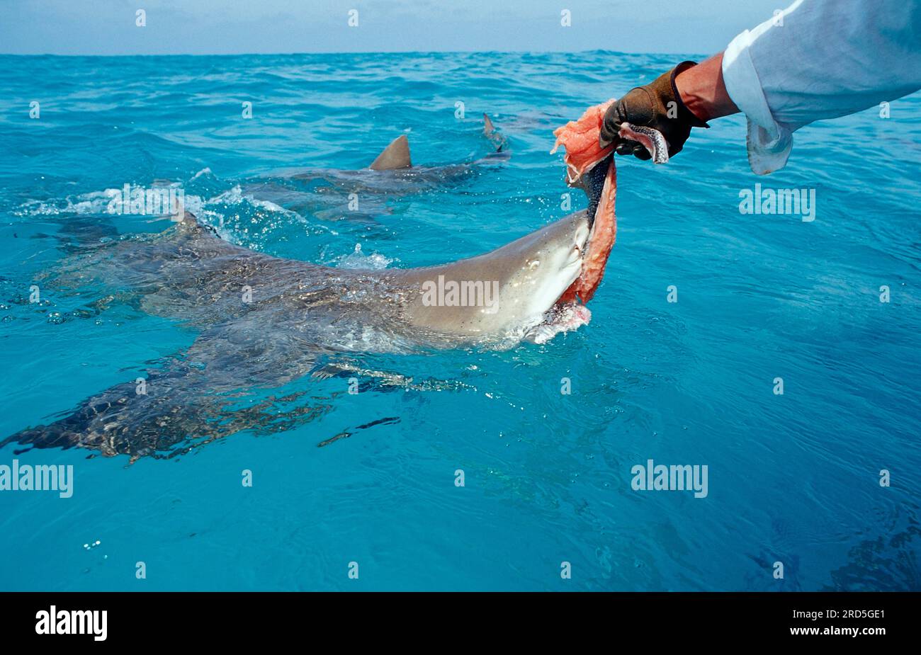 Feeding Sicklefin lemon shark (Negaprion acutidens), shark feeding ...