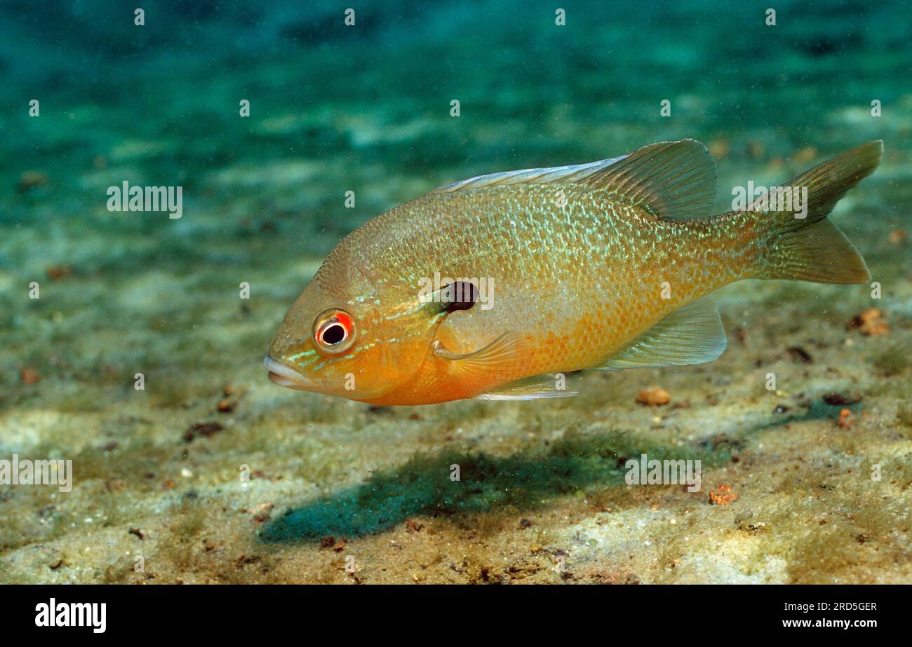 Redbreast sunfish (Lepomis auritus), Florida, lateral, free-ranging ...