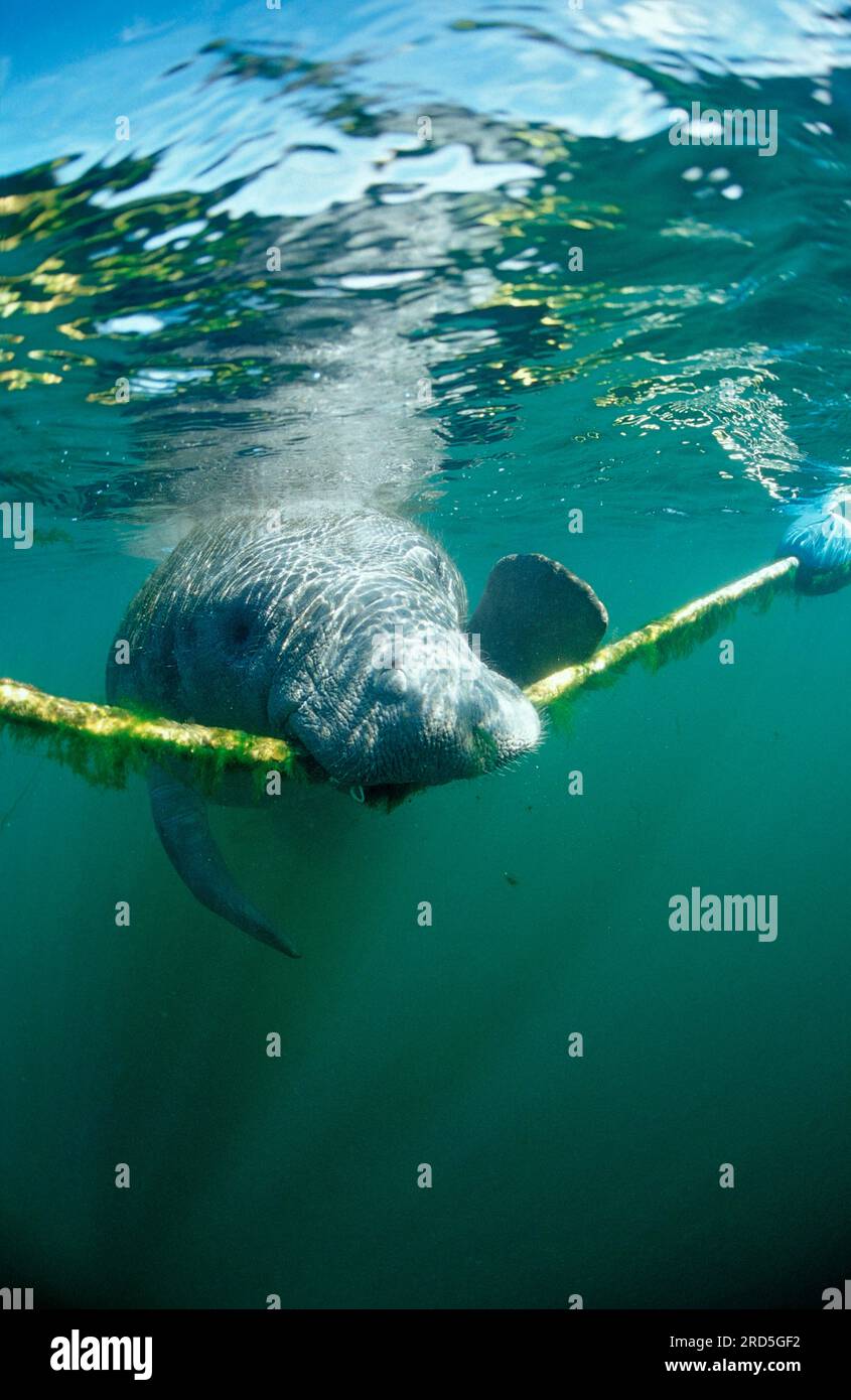 Round-tailed manatee nibbling on dew, Crystal River, Florida manatee ...