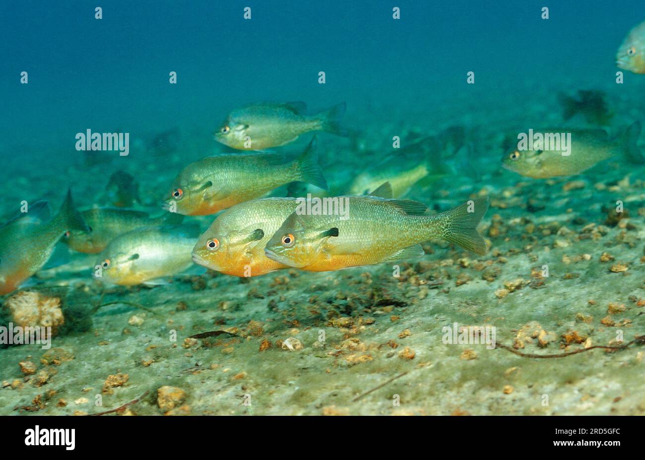 Redbreast sunfish (Lepomis auritus) Florida, USA Stock Photo - Alamy