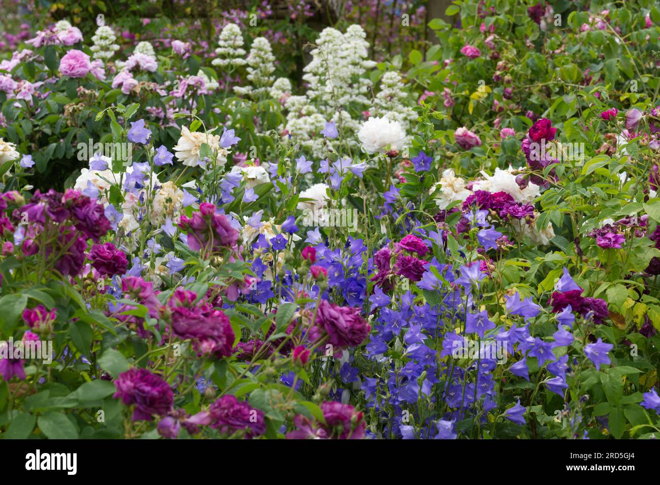 colourful summer flower border with old roses, white valerian and blue ...