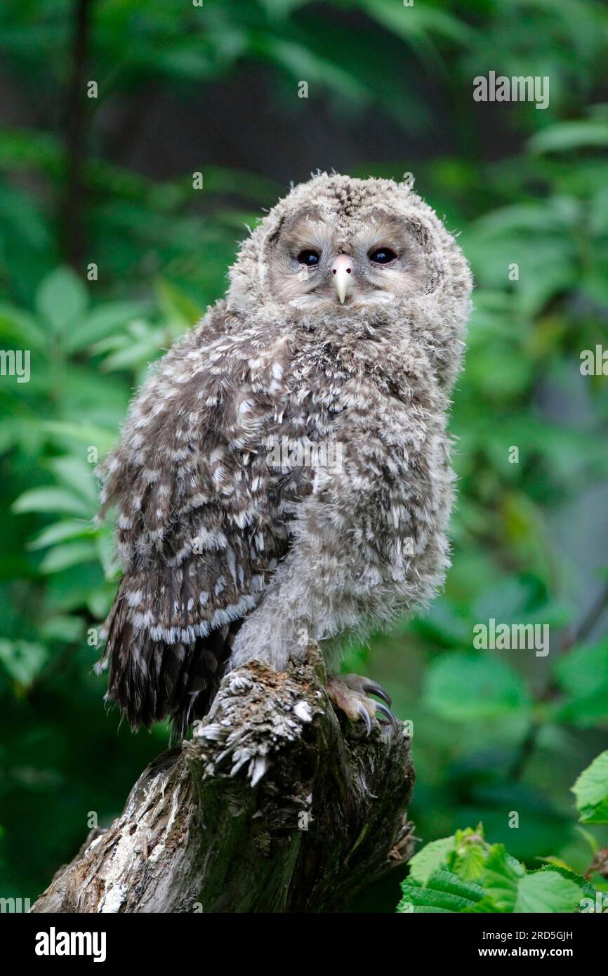 Ural owl (Strix uralensis), fledged young bird Stock Photo - Alamy