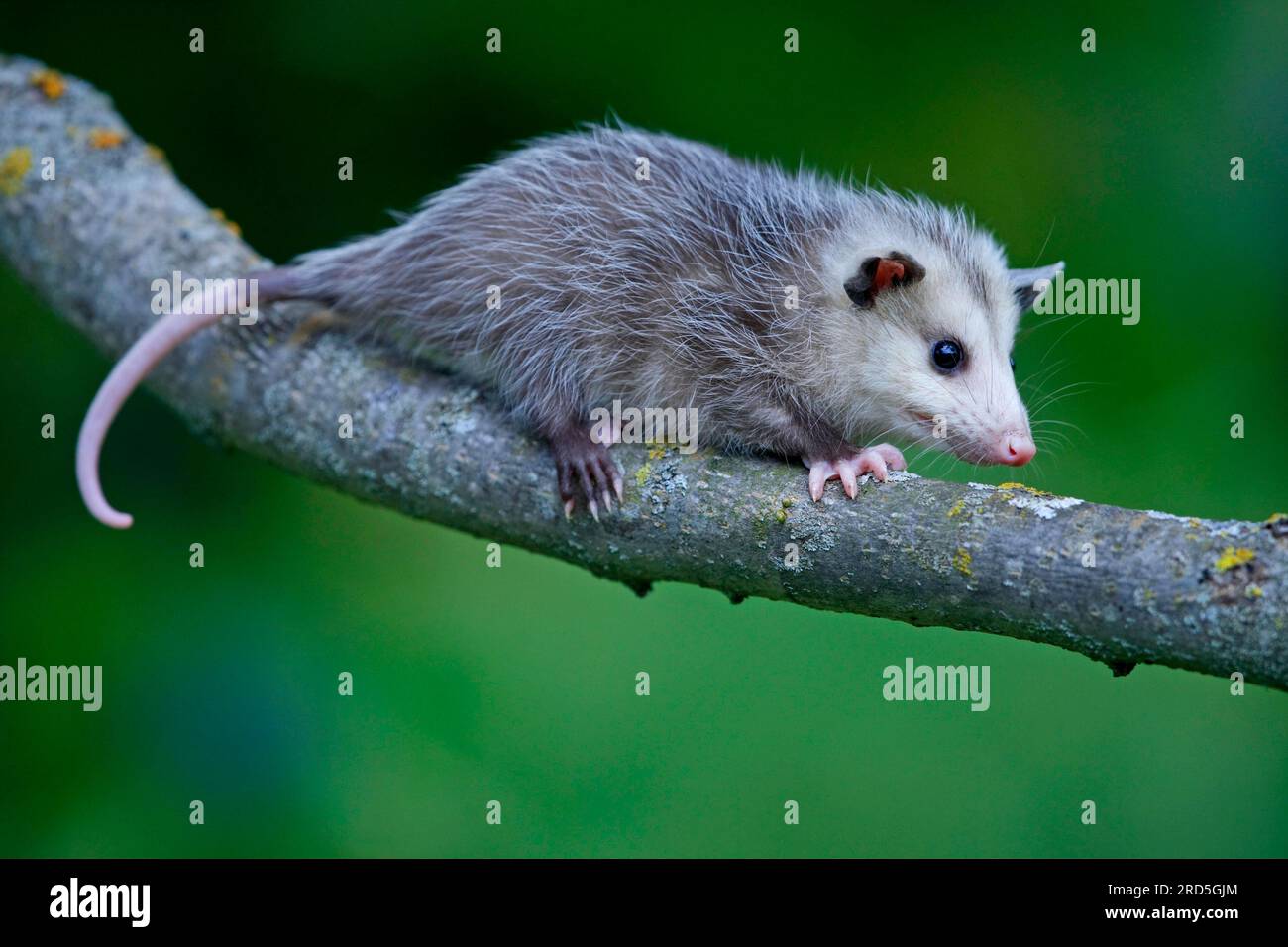 Baby opossum hi-res stock photography and images - Alamy