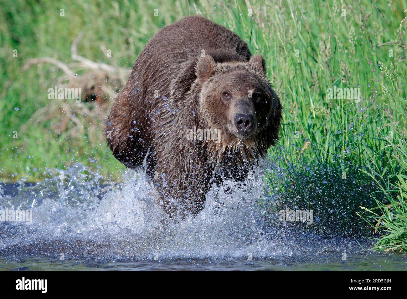 Grizzly bear (Ursus arctos horribilis Stock Photo - Alamy