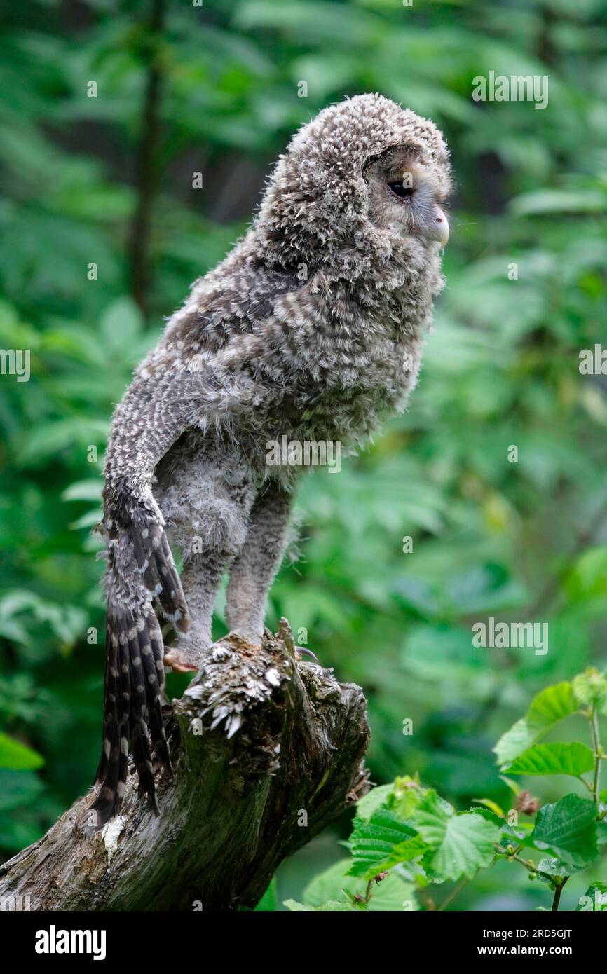 Ural owl (Strix uralensis), fledged young bird Stock Photo - Alamy