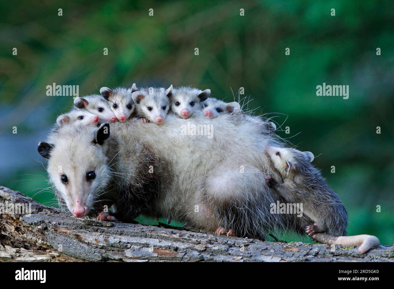 North american opossum with youngs hi-res stock photography and images ...