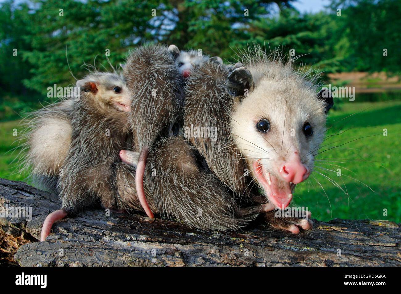 Opossum Minnesota