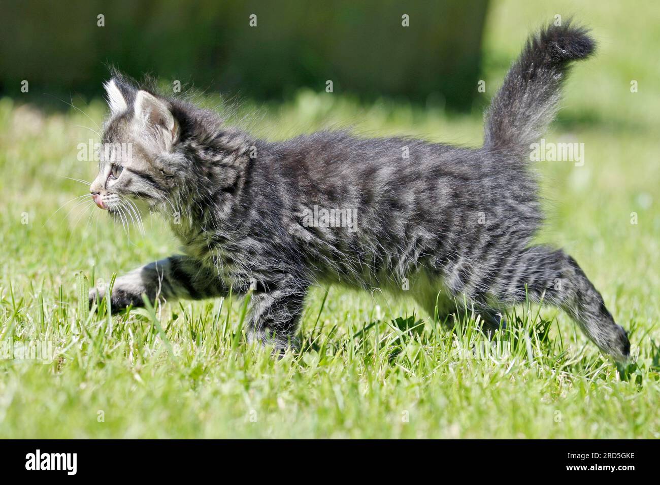 Domestic cat, kitten Stock Photo - Alamy