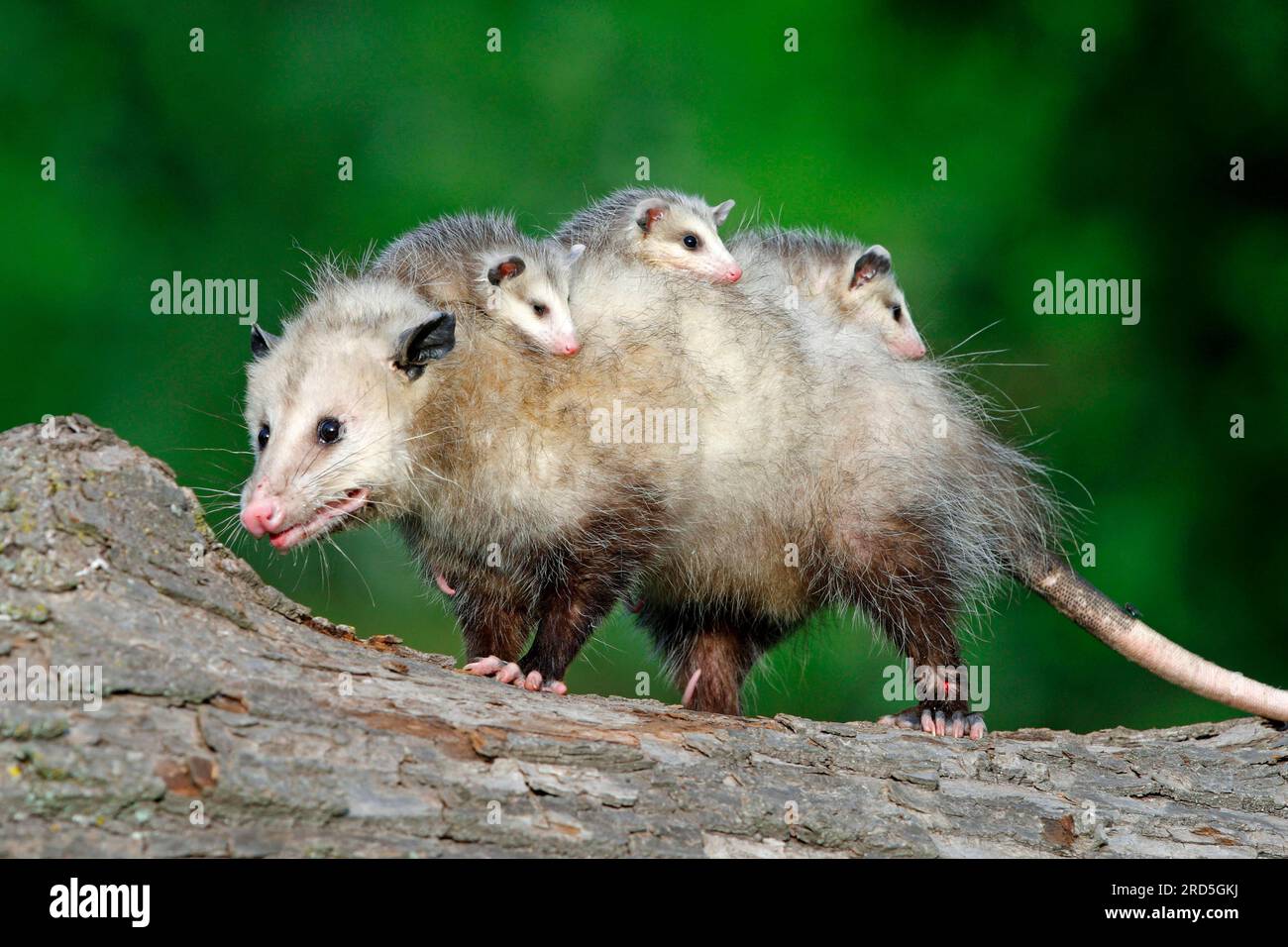 North american opossum with youngs hi-res stock photography and images ...