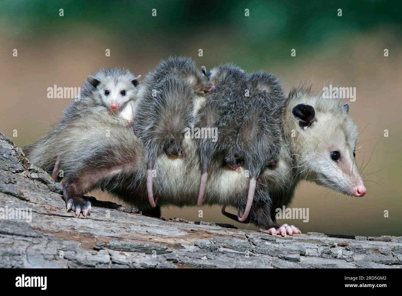 North American Opossum with youngs, Minnesota, USA (Didelphis ...