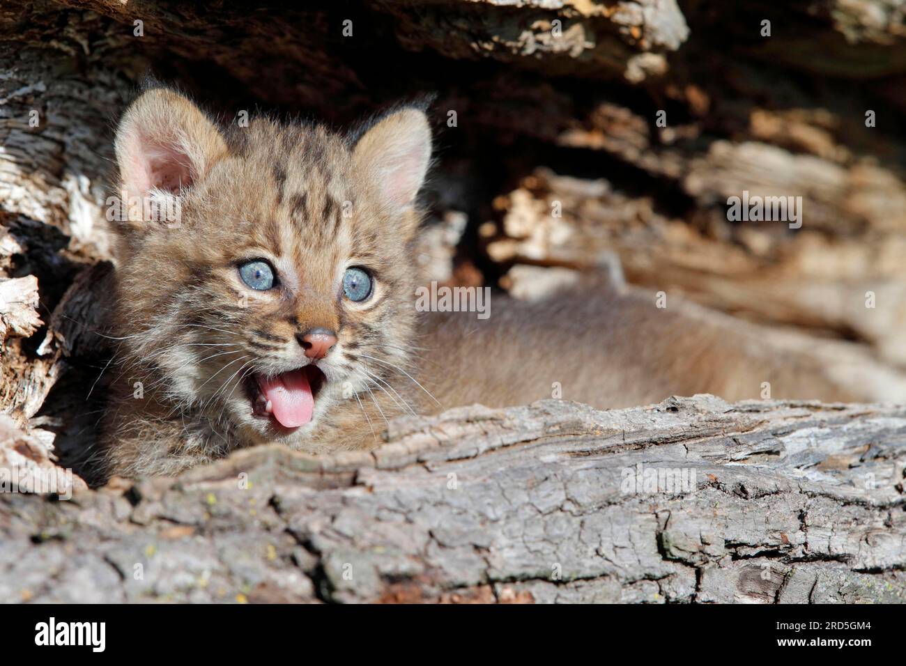Bobcat (Lynx rufus), young (Felis rufa Stock Photo - Alamy