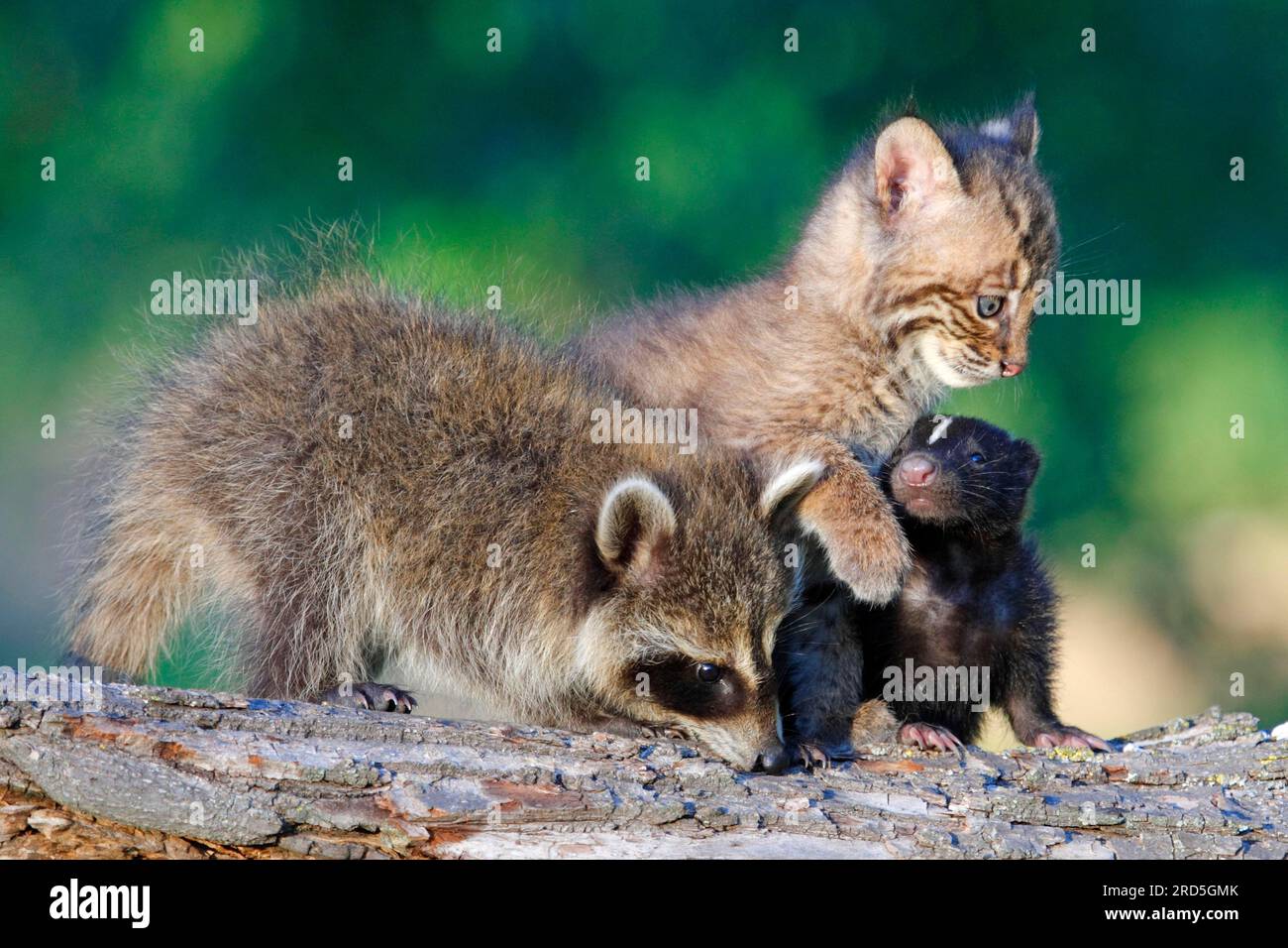 Bobcat (Lynx rufus), Raccoon (Procyon lotor) and skunk, kitten (Felis ...