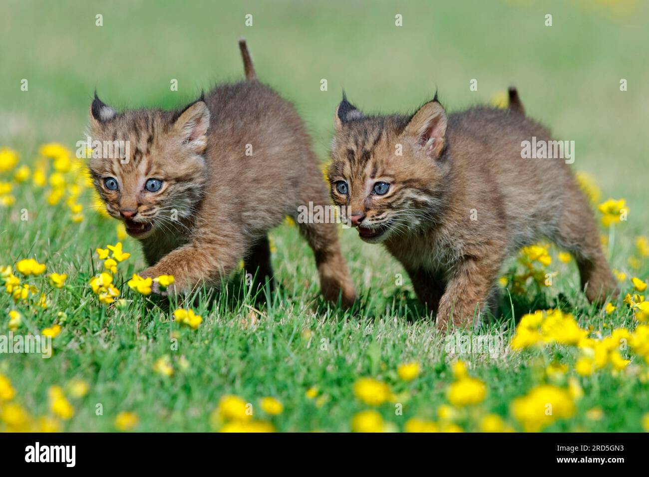 Bobcats (Lynx rufus), juveniles (Felis rufa Stock Photo - Alamy