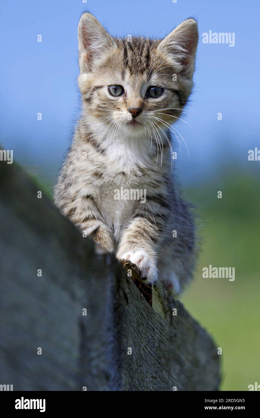 Domestic cat, kitten Stock Photo - Alamy
