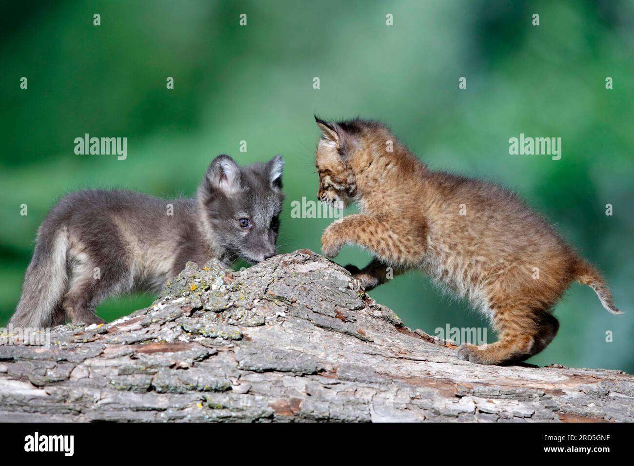 Lynx eurasian fox hi-res stock photography and images - Alamy