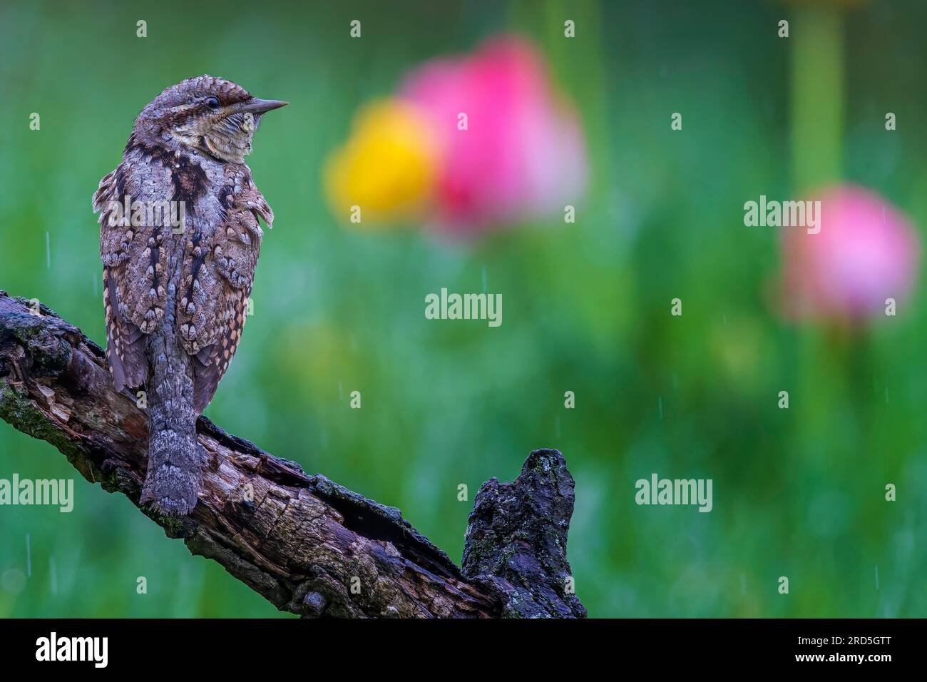 Eurasian wryneck (Jynx torquilla) on gnarled branch, foraging, in the ...