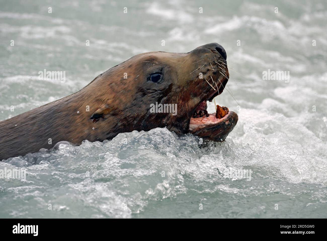 Steller sea lion (Eumetopias jubatus) surfacing with open mouth, Prince ...