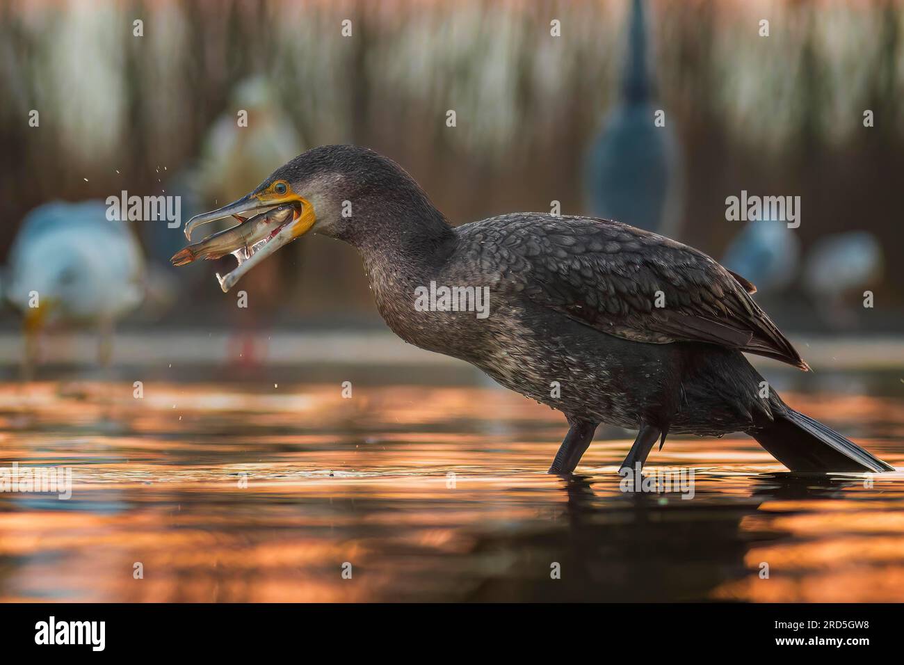 Preying animal hi-res stock photography and images - Alamy