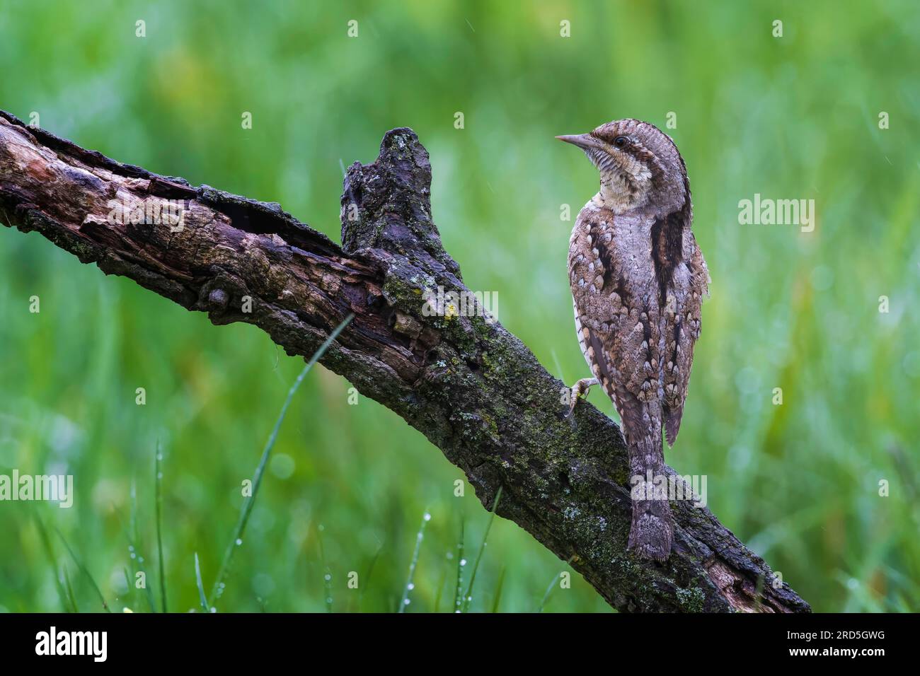 Eurasian wryneck (Jynx torquilla) perching, foraging, woodpecker ...