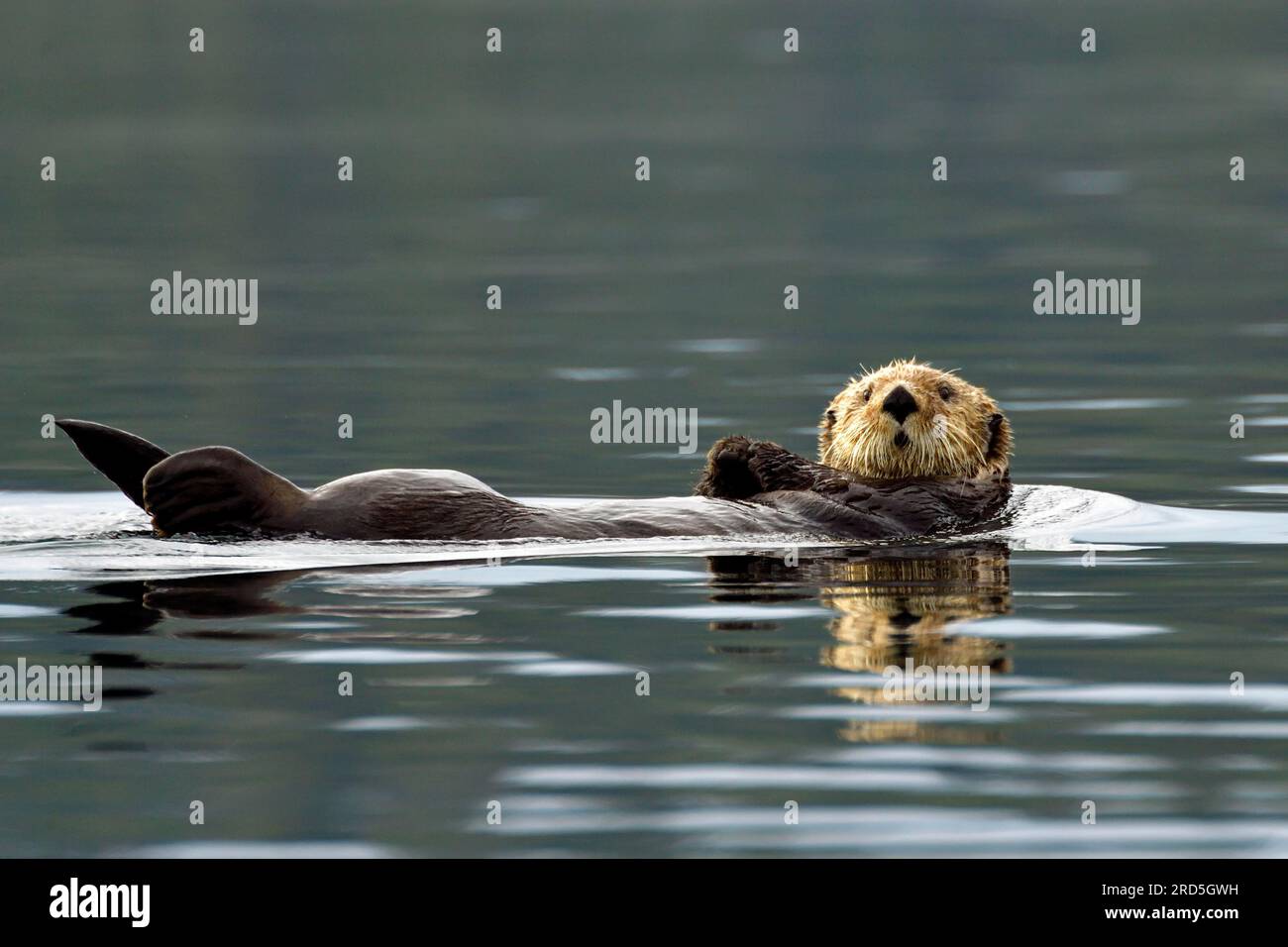 A sea otter (Enhydra lutris) floating on its back on the water surface ...