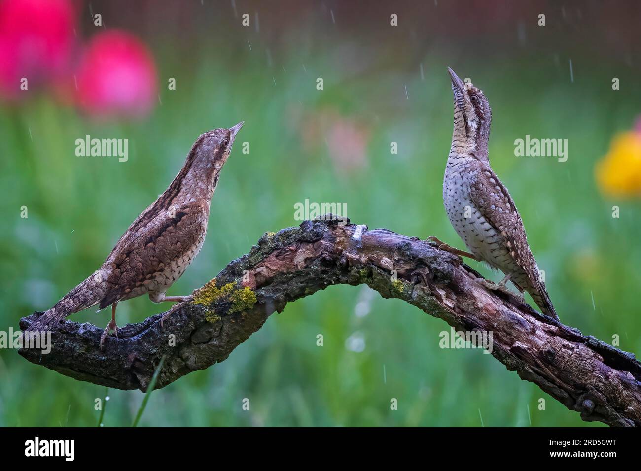 Jynx torquilla display hi-res stock photography and images - Alamy