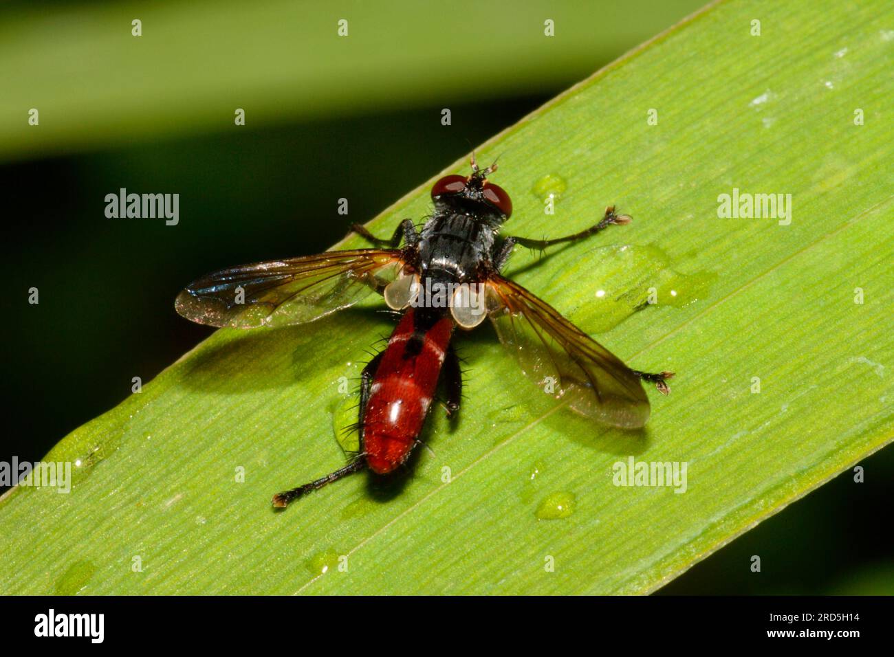 Flie flying insect hi-res stock photography and images - Alamy