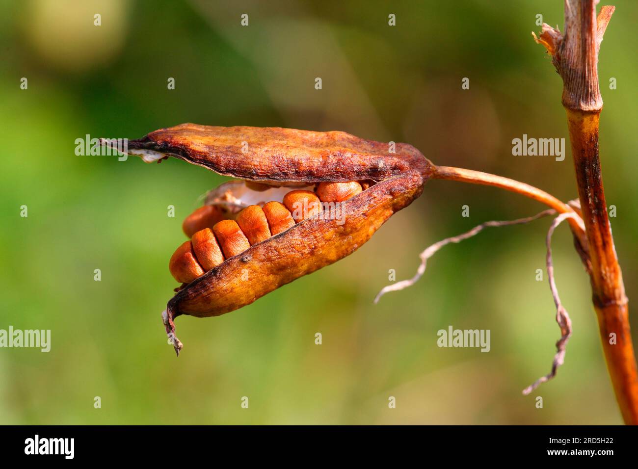 Yellow water flag hi-res stock photography and images - Alamy