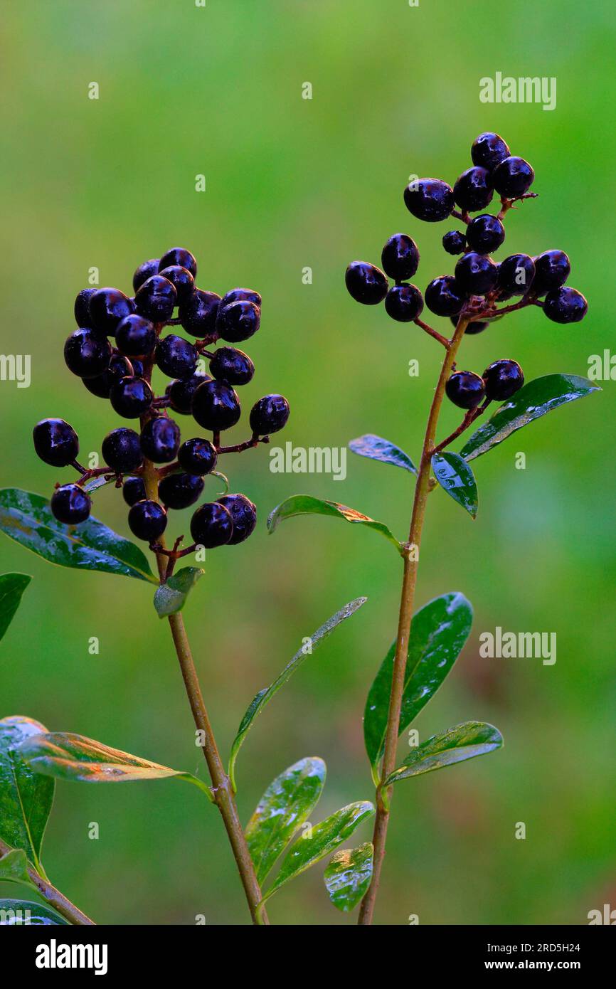 Wild privet (Ligustrum vulgare), privet, Germany Stock Photo - Alamy