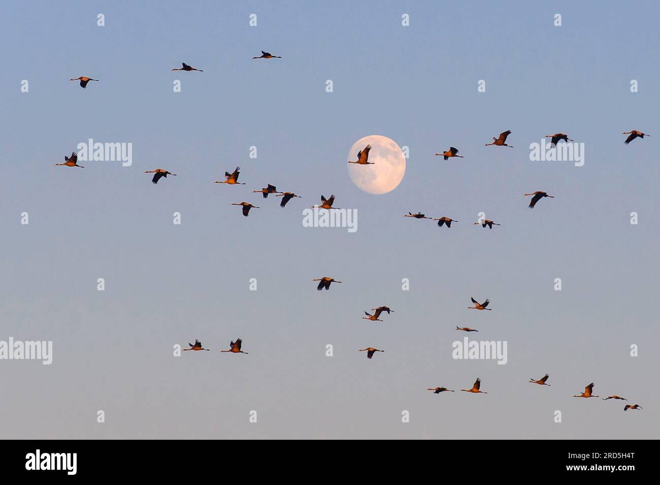 Common cranes and moon hi-res stock photography and images - Alamy