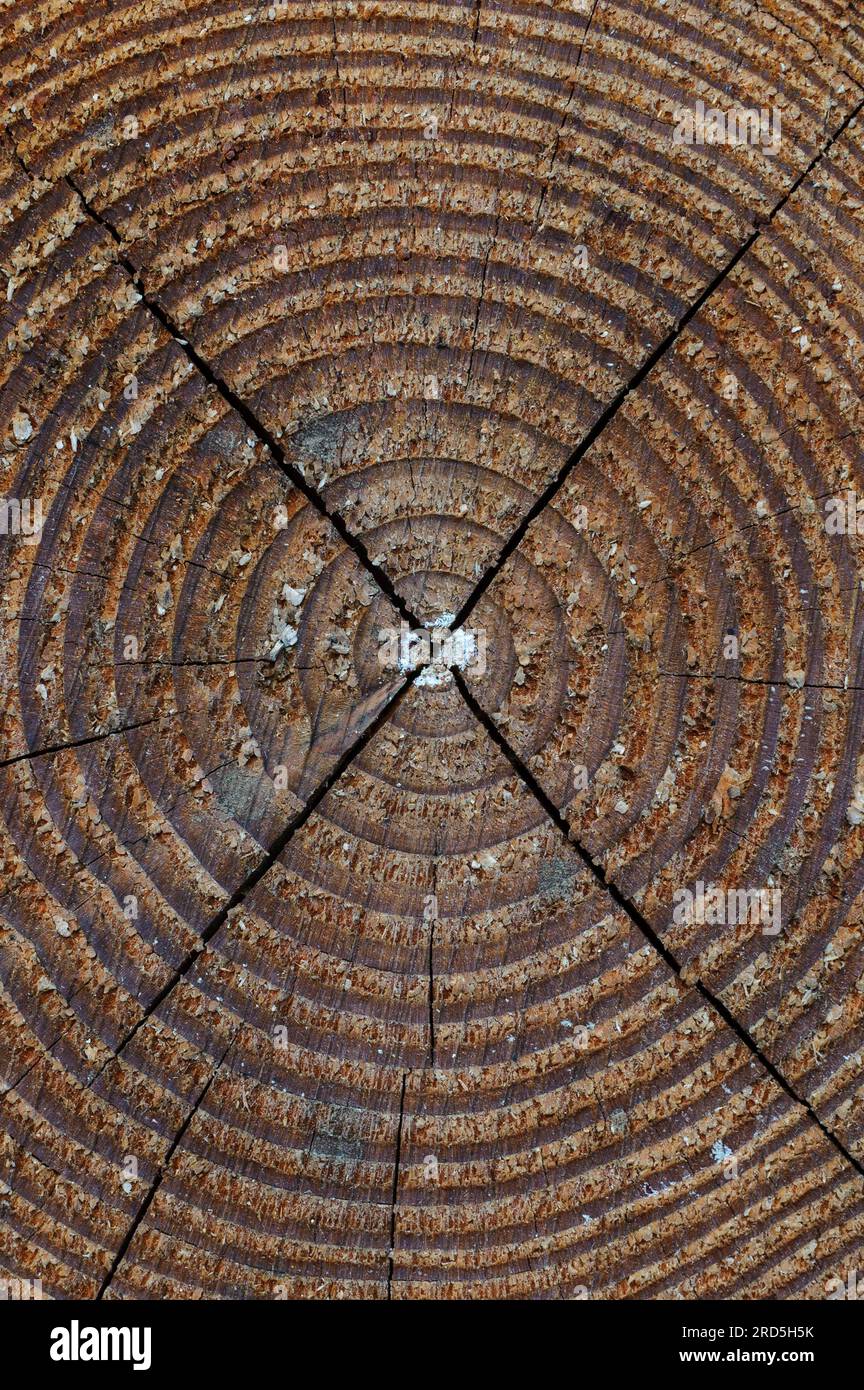 Annual rings, firewood, fireplace wood Stock Photo - Alamy