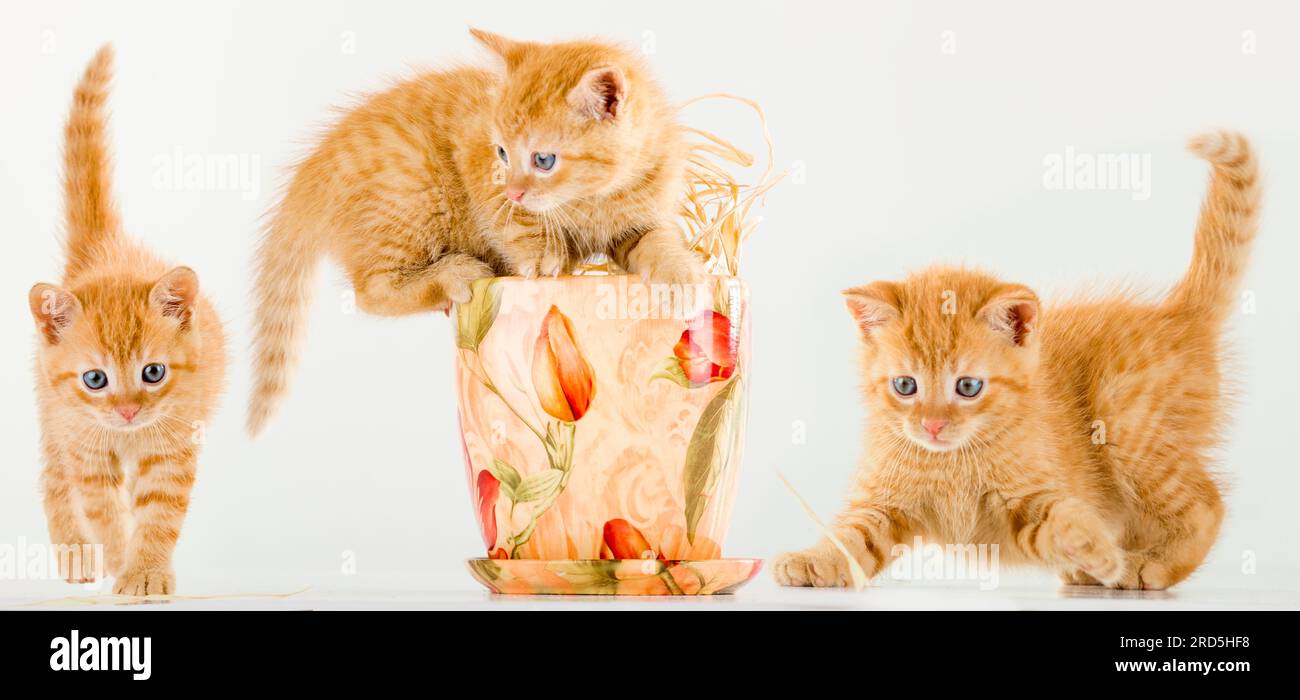 Little fluffy kitten playing red hi-res stock photography and images ...