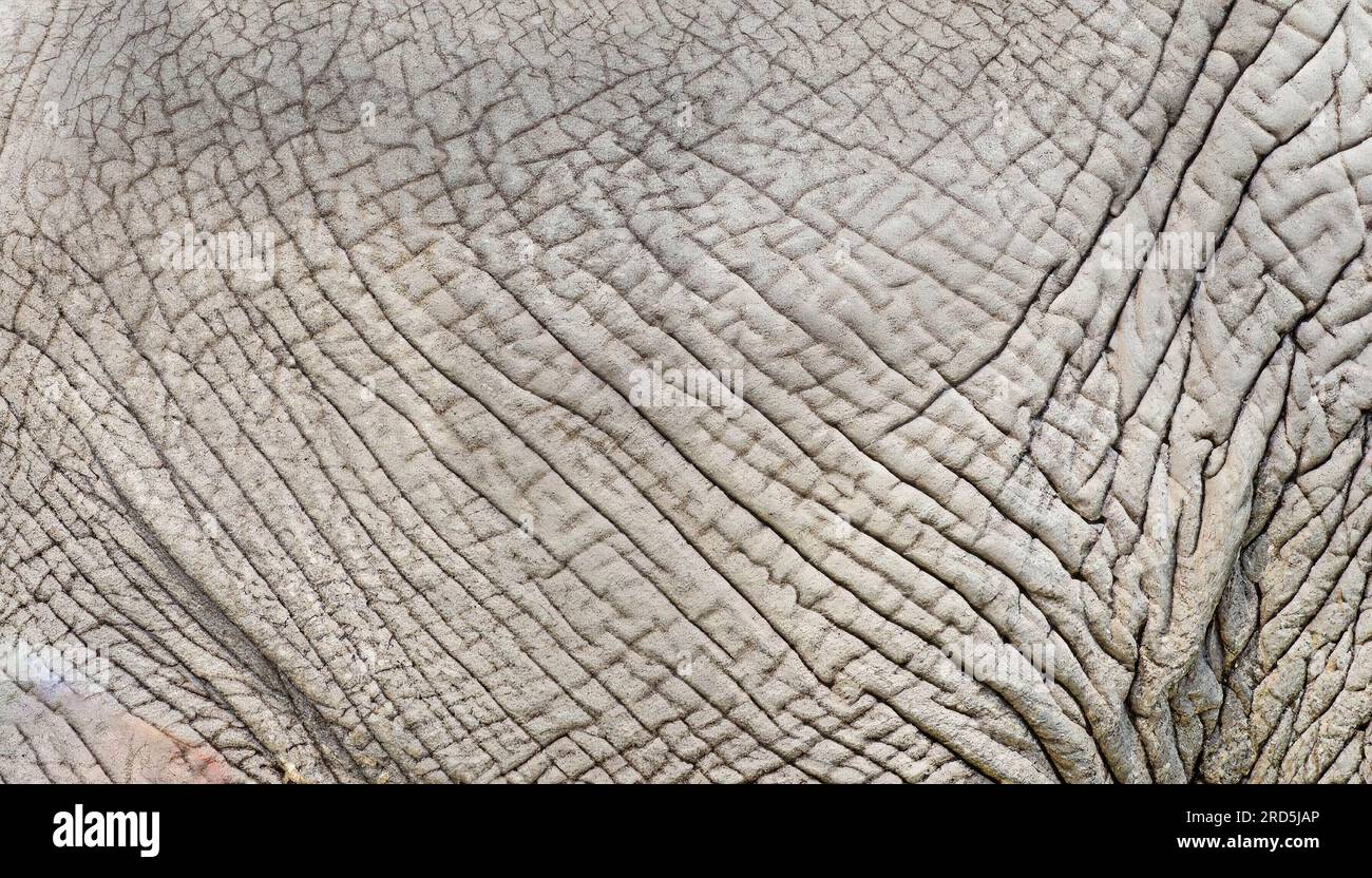 elephant skin seamless texture Stock Photo - Alamy