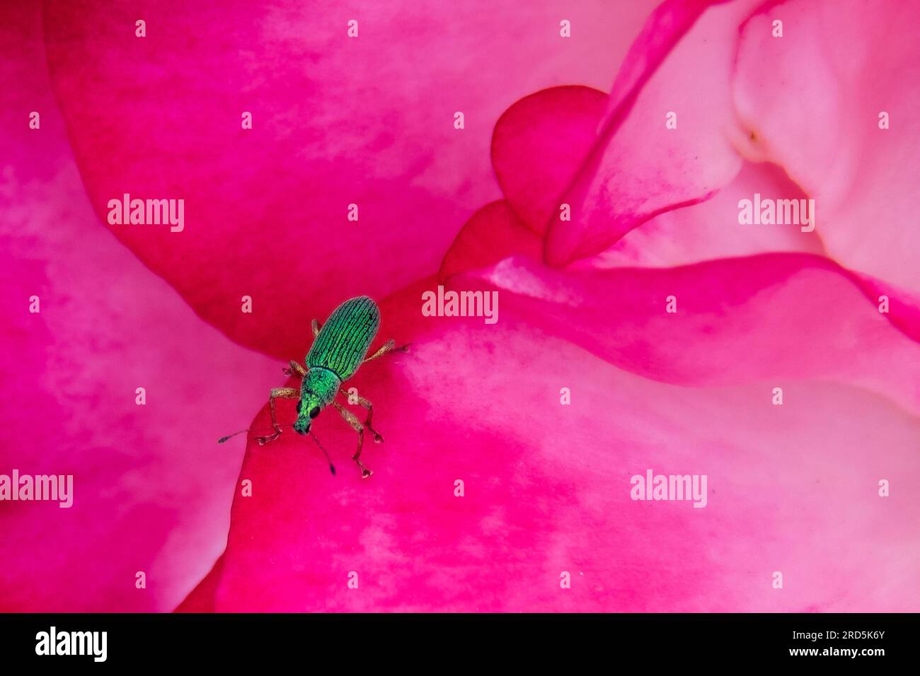 Green Leaf Weevil, Greenwich Park, London, U.K Stock Photo - Alamy