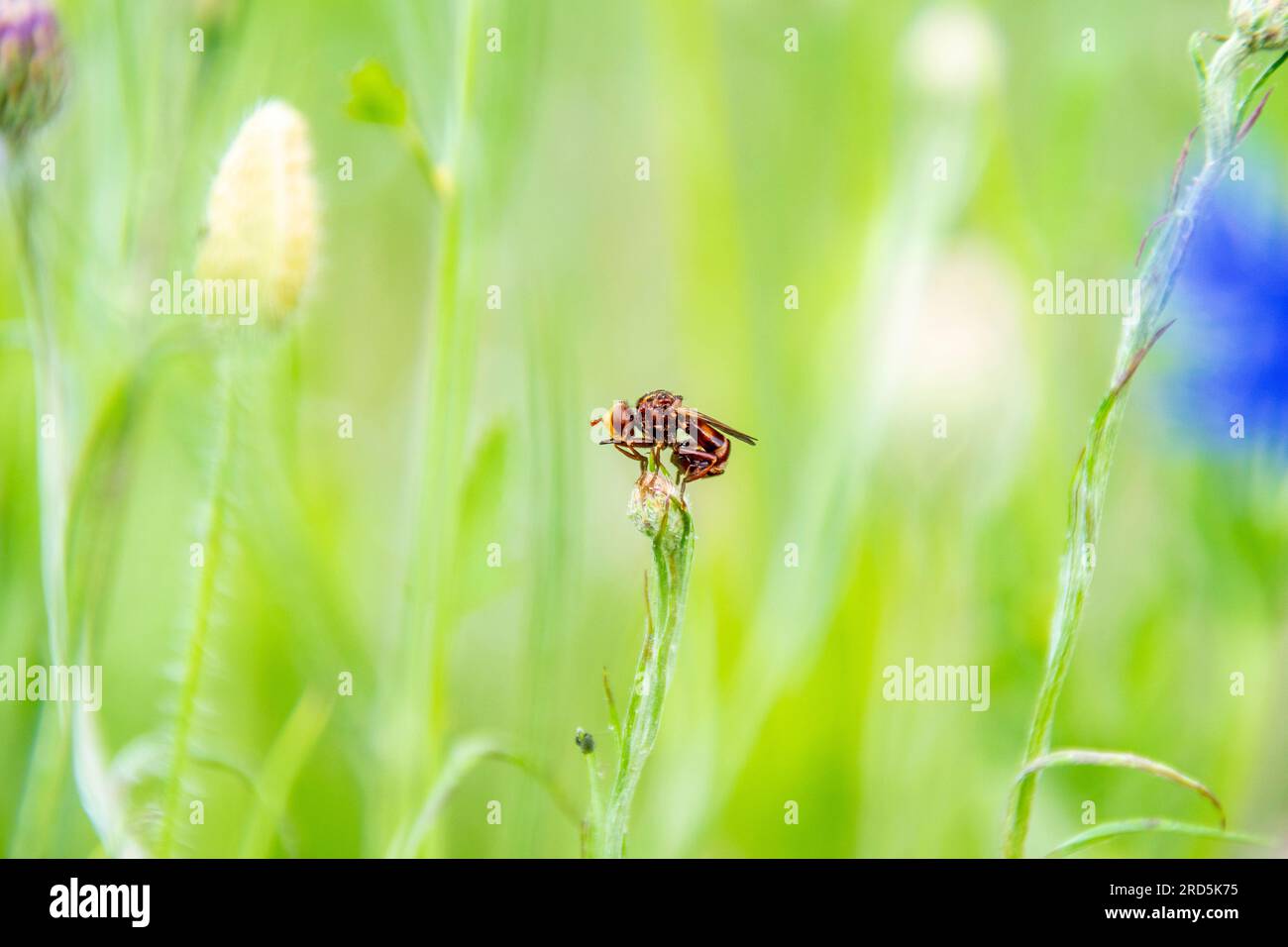Insect in london garden hi-res stock photography and images - Alamy