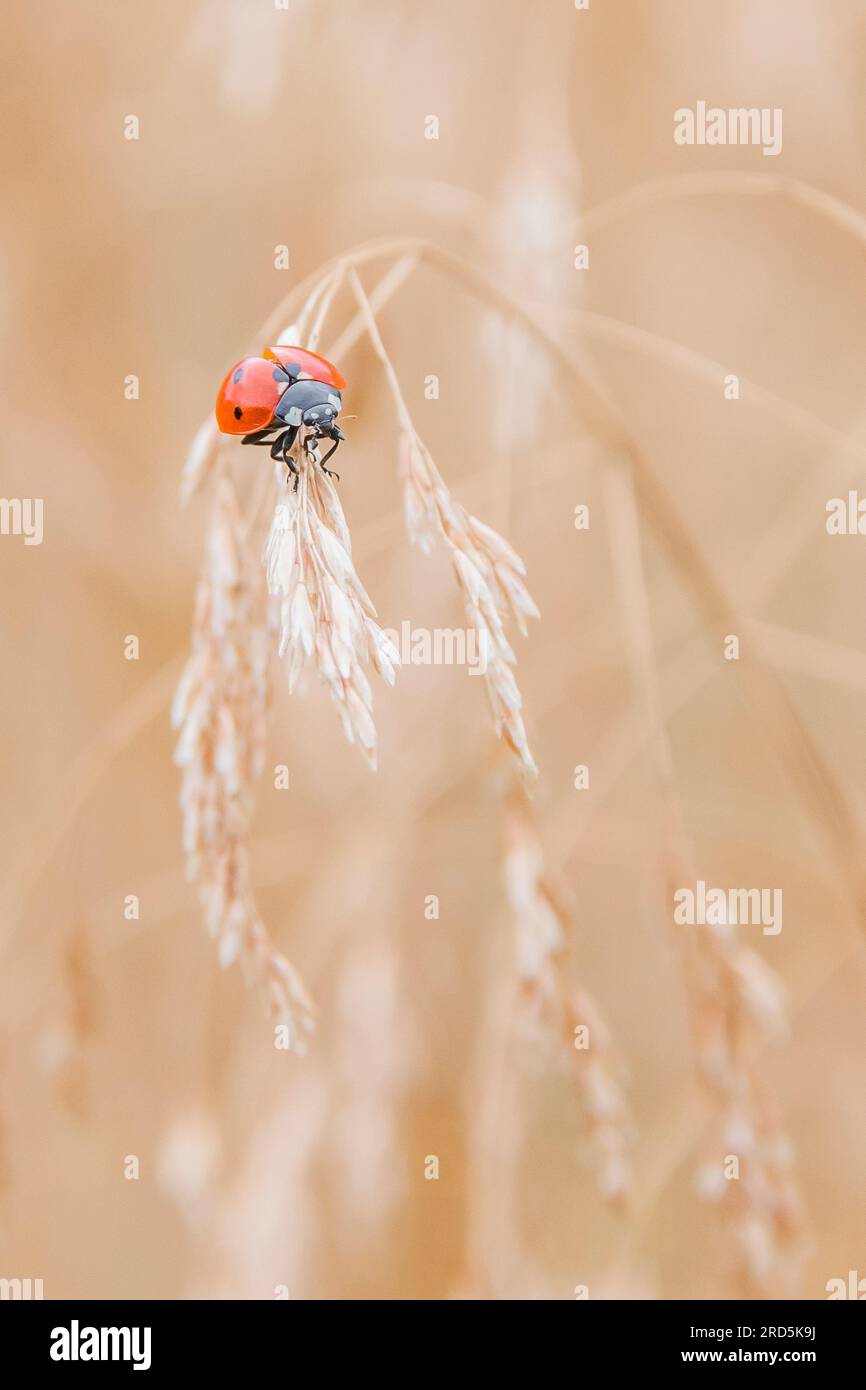 Ladybird, Victoria Park, London, U.K Stock Photo - Alamy