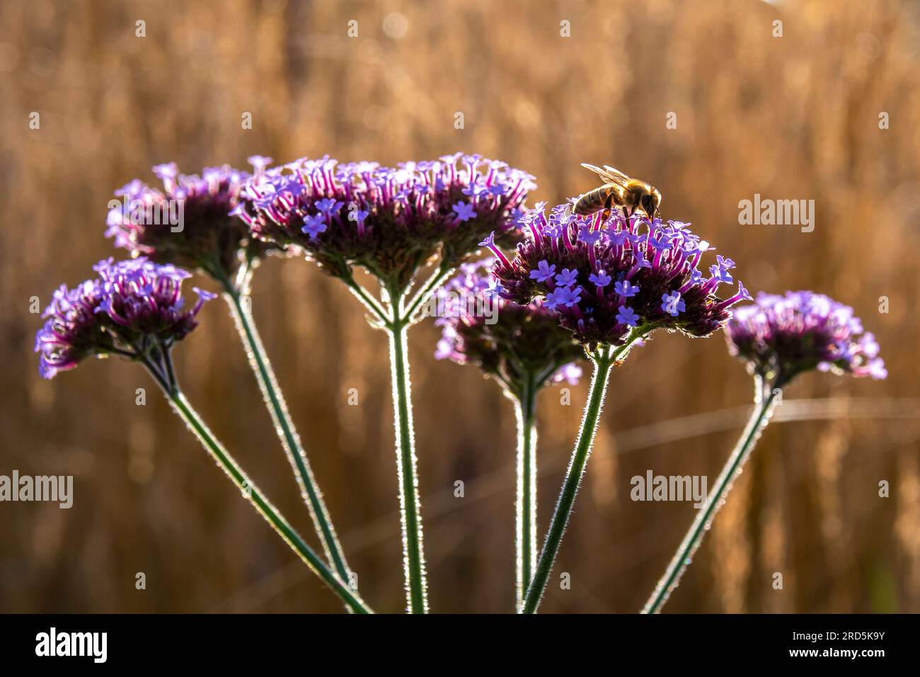 Victoria bee hi-res stock photography and images - Alamy
